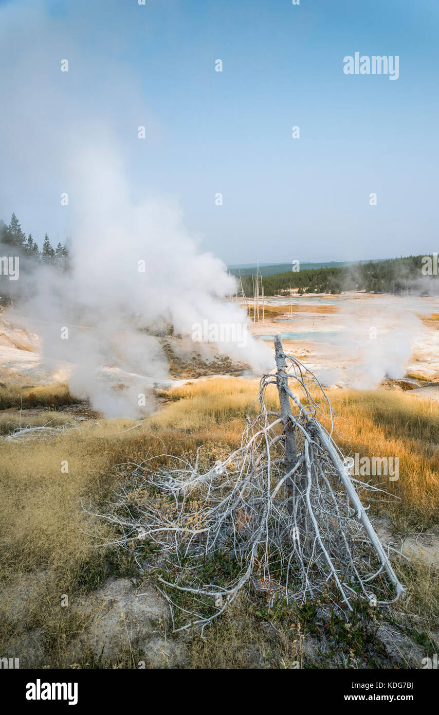 Geo-thermal landscape scenery at Norris Geyser Basin in West ...