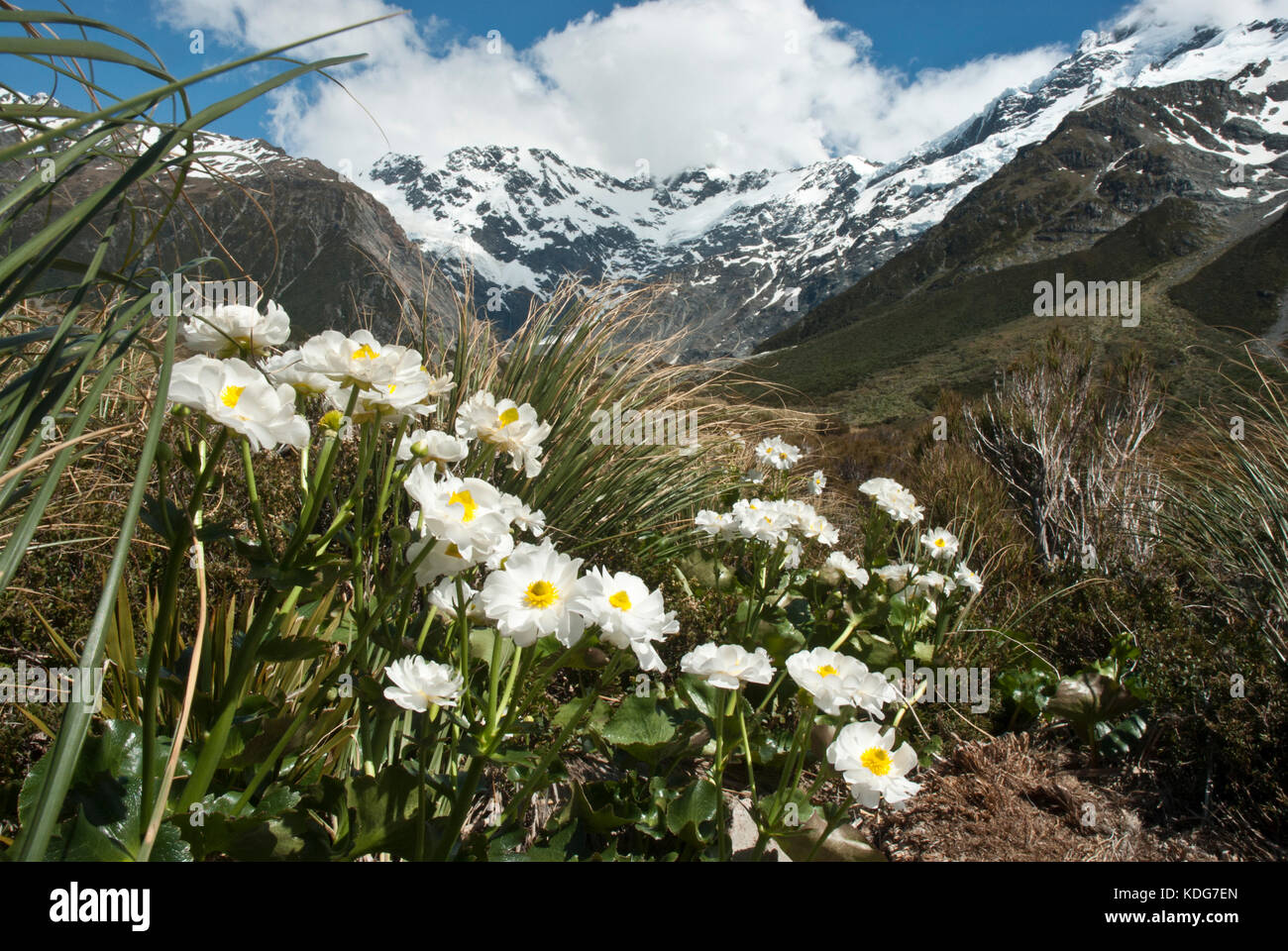 Mount Cook buttercup, AKA Mount Cook lily, the largest buttercup, from ...