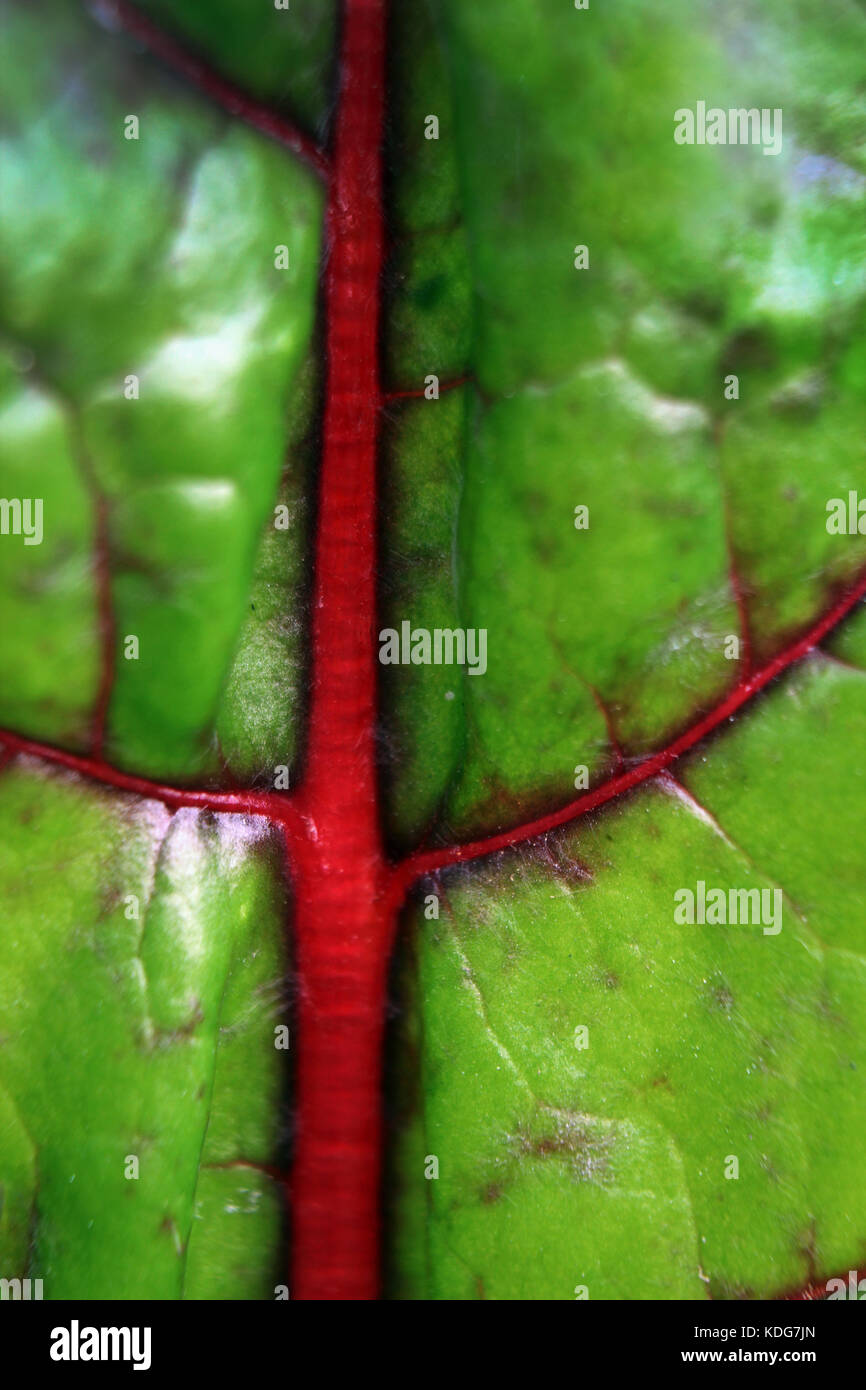 Leaf Vessels High Resolution Stock Photography and Images - Alamy