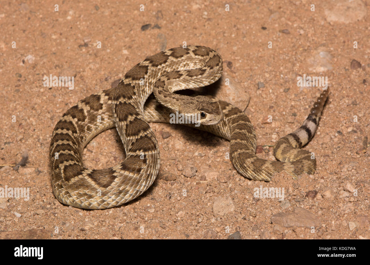 A yearling Northern Mojave Rattlesnake (Crotalus scutulatus scutulatus ...