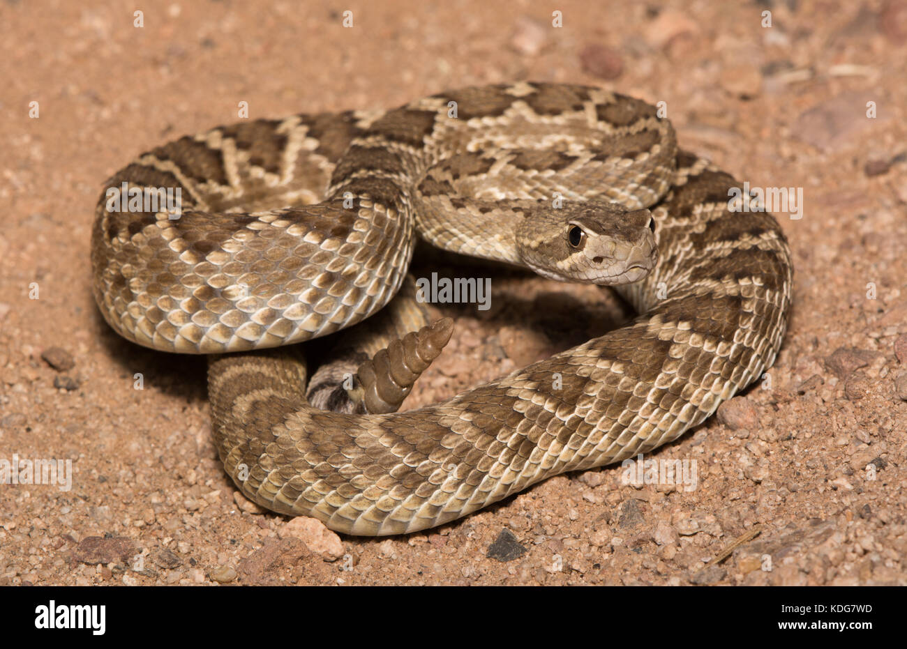 A yearling Northern Mojave Rattlesnake (Crotalus scutulatus scutulatus ...
