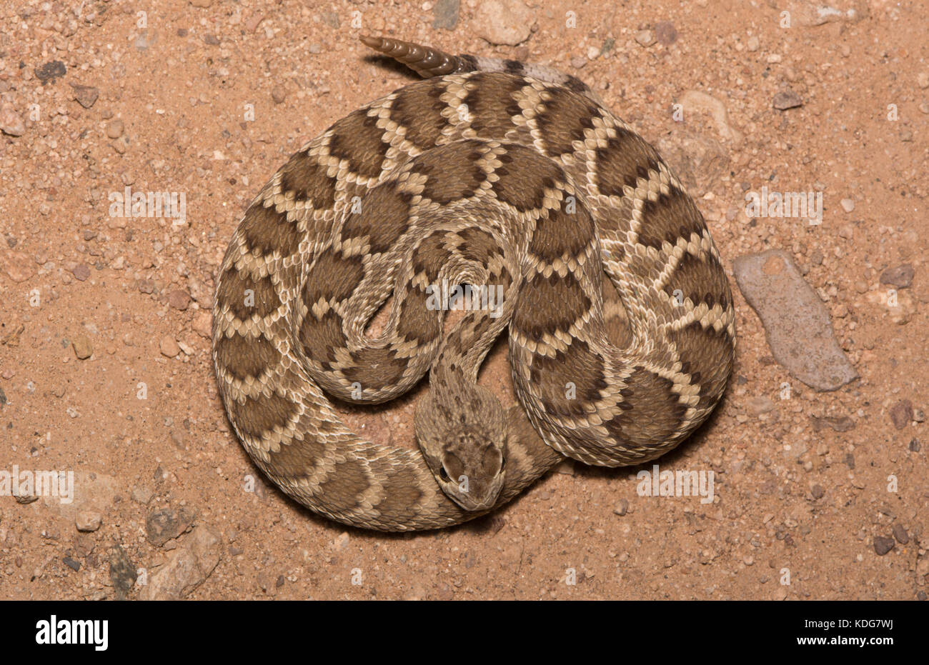 A yearling Northern Mojave Rattlesnake (Crotalus scutulatus scutulatus ...