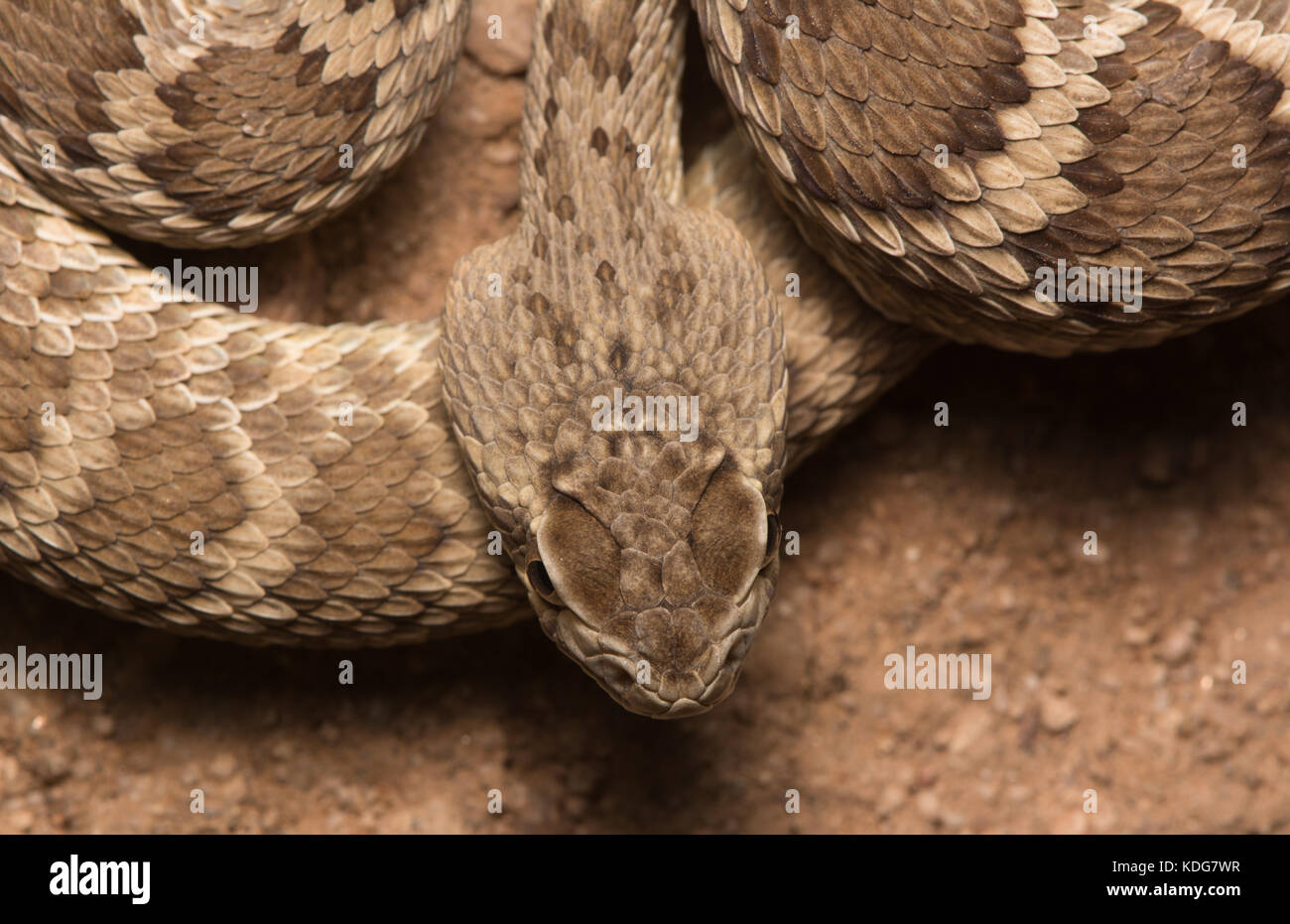 A yearling Northern Mojave Rattlesnake (Crotalus scutulatus scutulatus ...