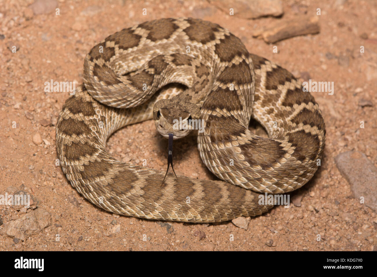 Mohave Rattlesnake High Resolution Stock Photography and Images - Alamy