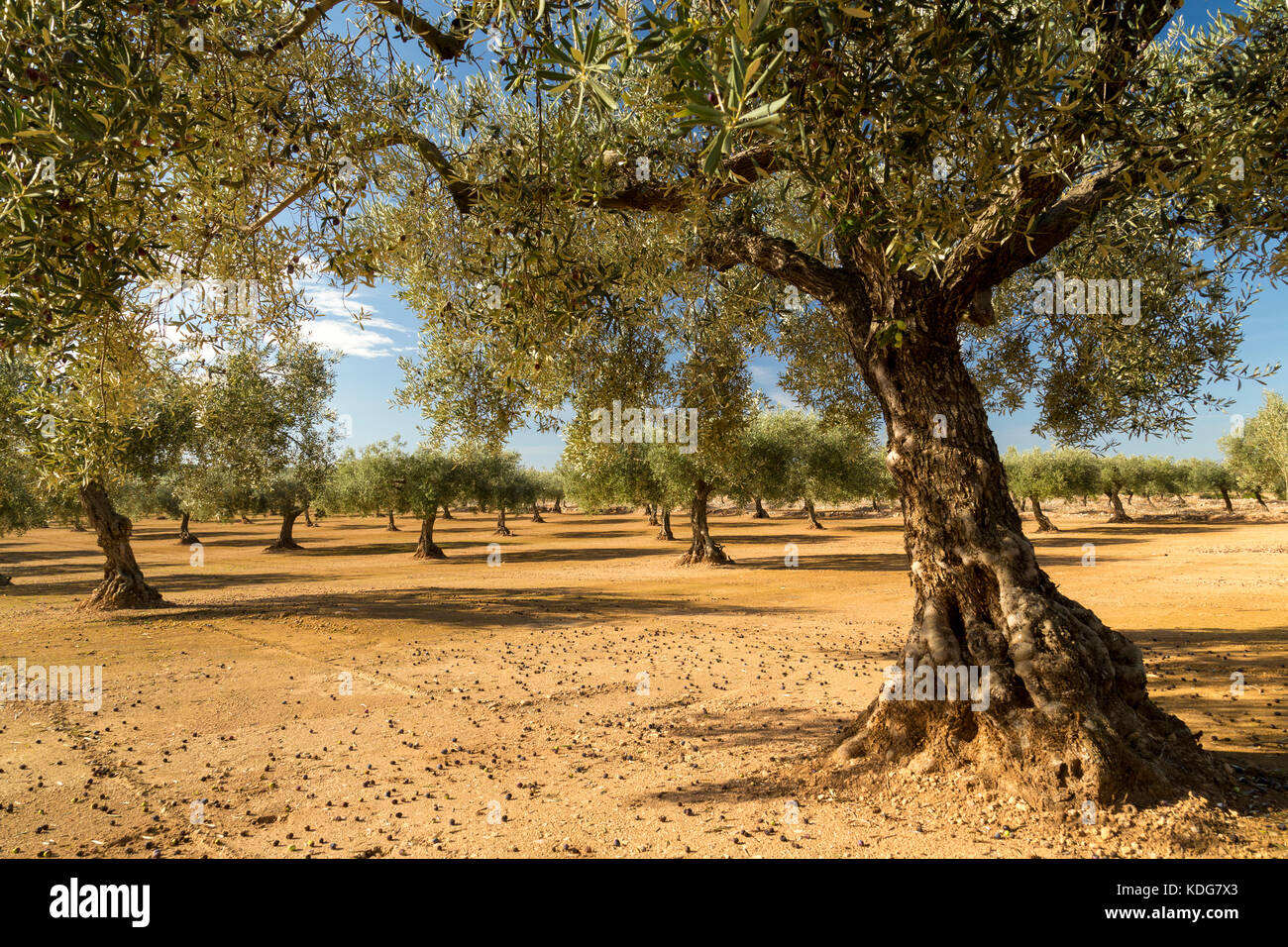 Olive trees in the sun Stock Photo - Alamy