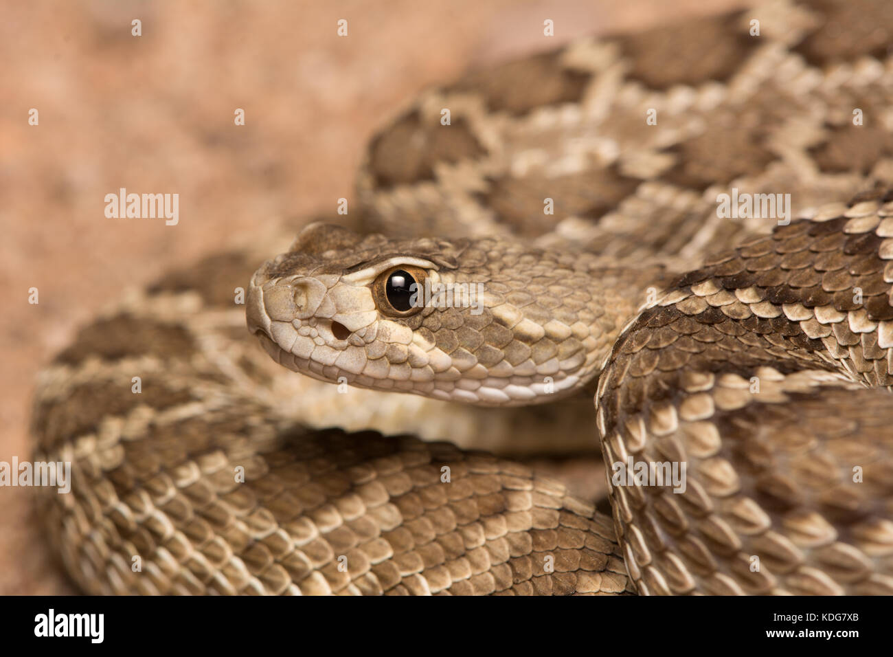 A yearling Northern Mojave Rattlesnake (Crotalus scutulatus scutulatus ...