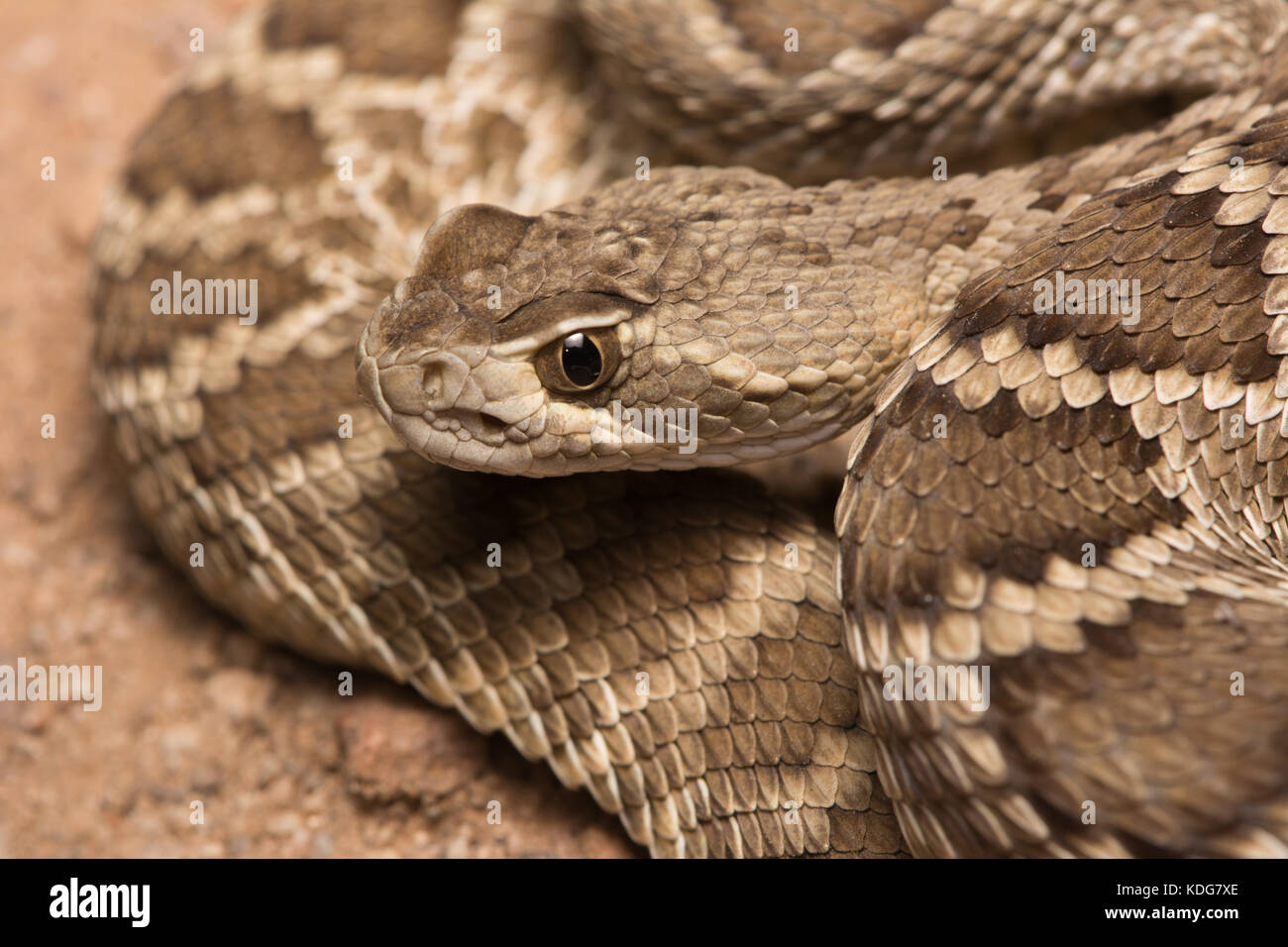 Serpiente de cascabel serpiente de cascabel hi-res stock photography ...