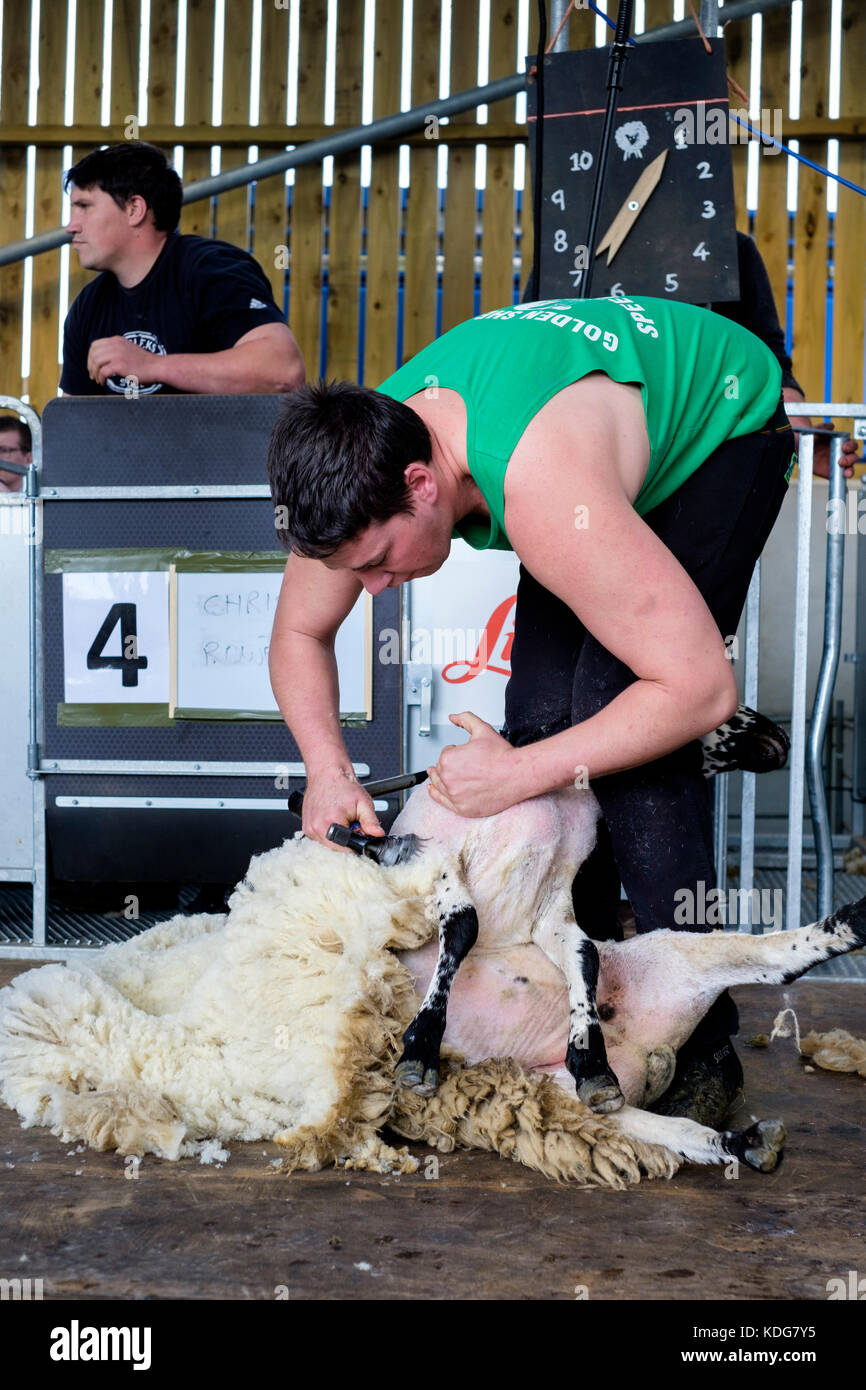 Competition Sheep Shearing High Resolution Stock Photography and Images ...