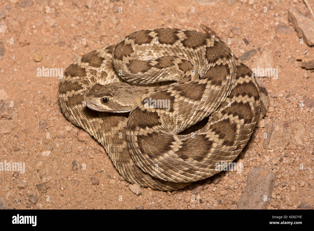 Mojave rattlesnake hi-res stock photography and images - Alamy