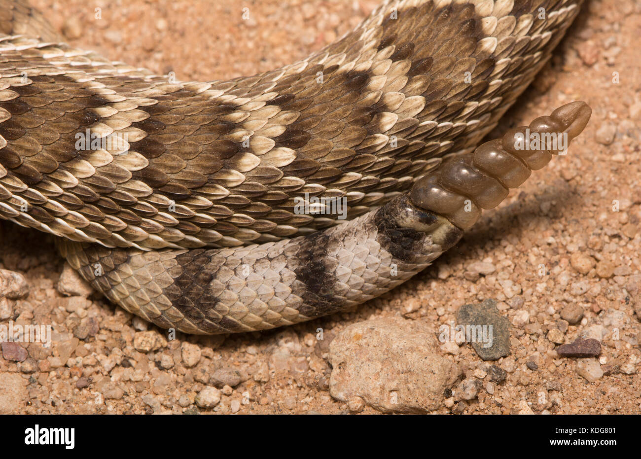 A yearling Northern Mojave Rattlesnake (Crotalus scutulatus scutulatus ...