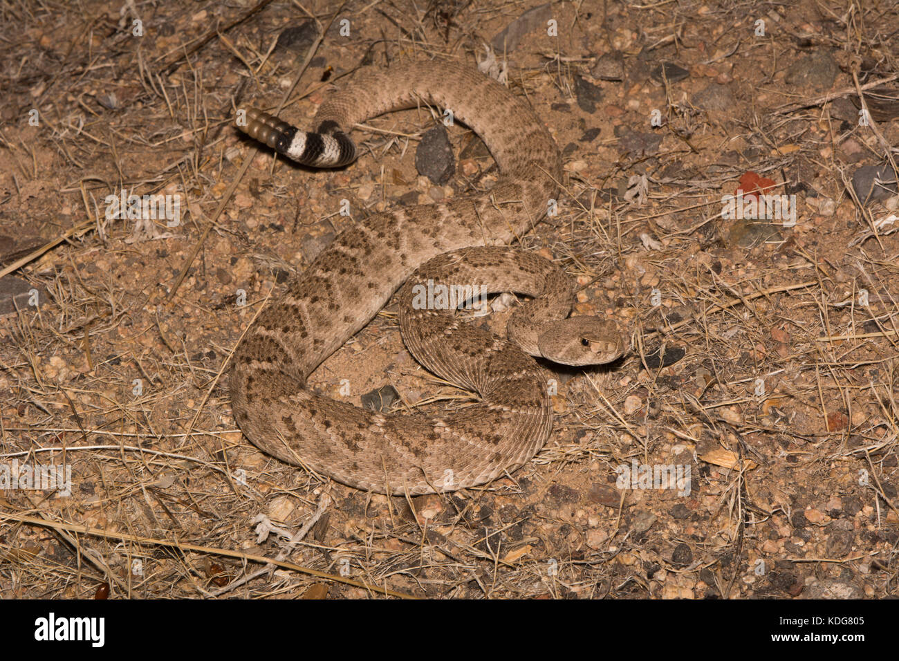 Western Diamond-backed Rattlesnake (Crotalus atrox) from Maricopa ...