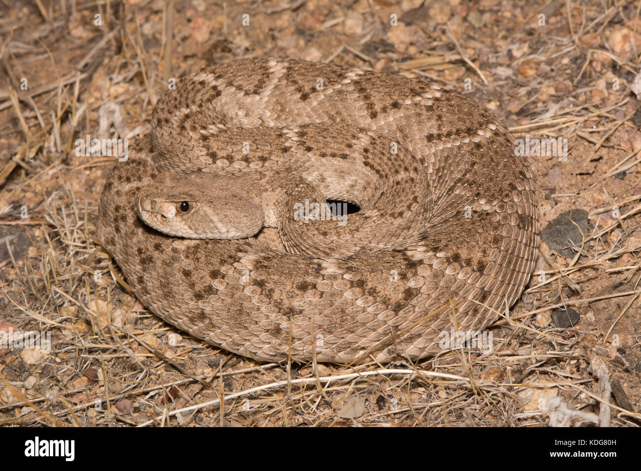 Western Diamond-backed Rattlesnake (Crotalus atrox) from Maricopa ...