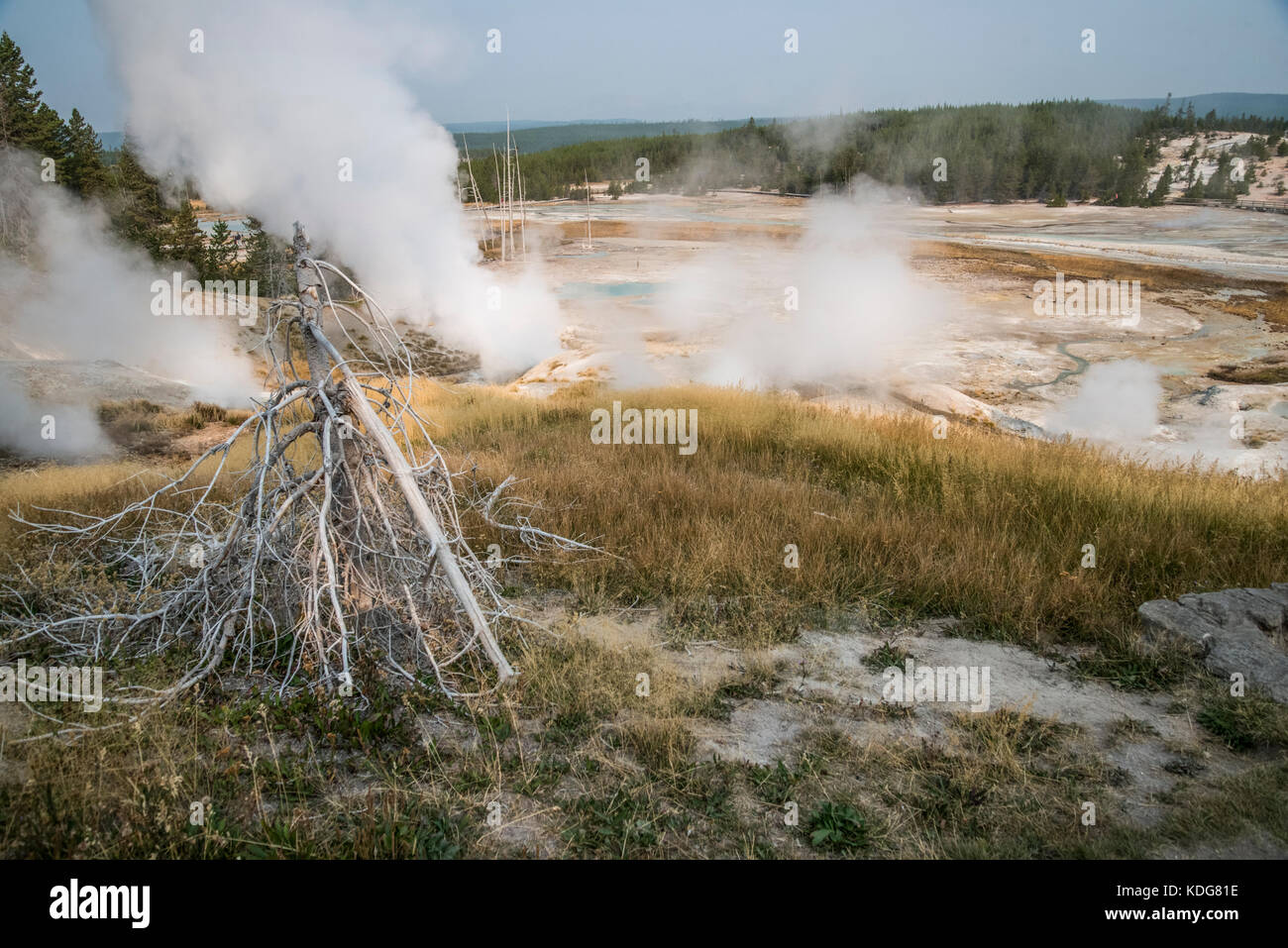 Geo-thermal landscape scenery at Norris Geyser Basin in West ...