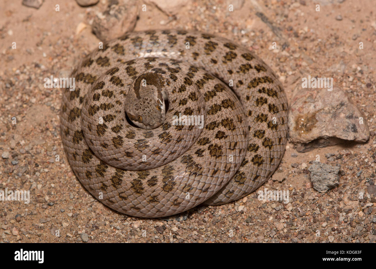 Sonoran Nightsnake (Hypsiglena chlorophaea chlorophaea) from Hidalgo ...