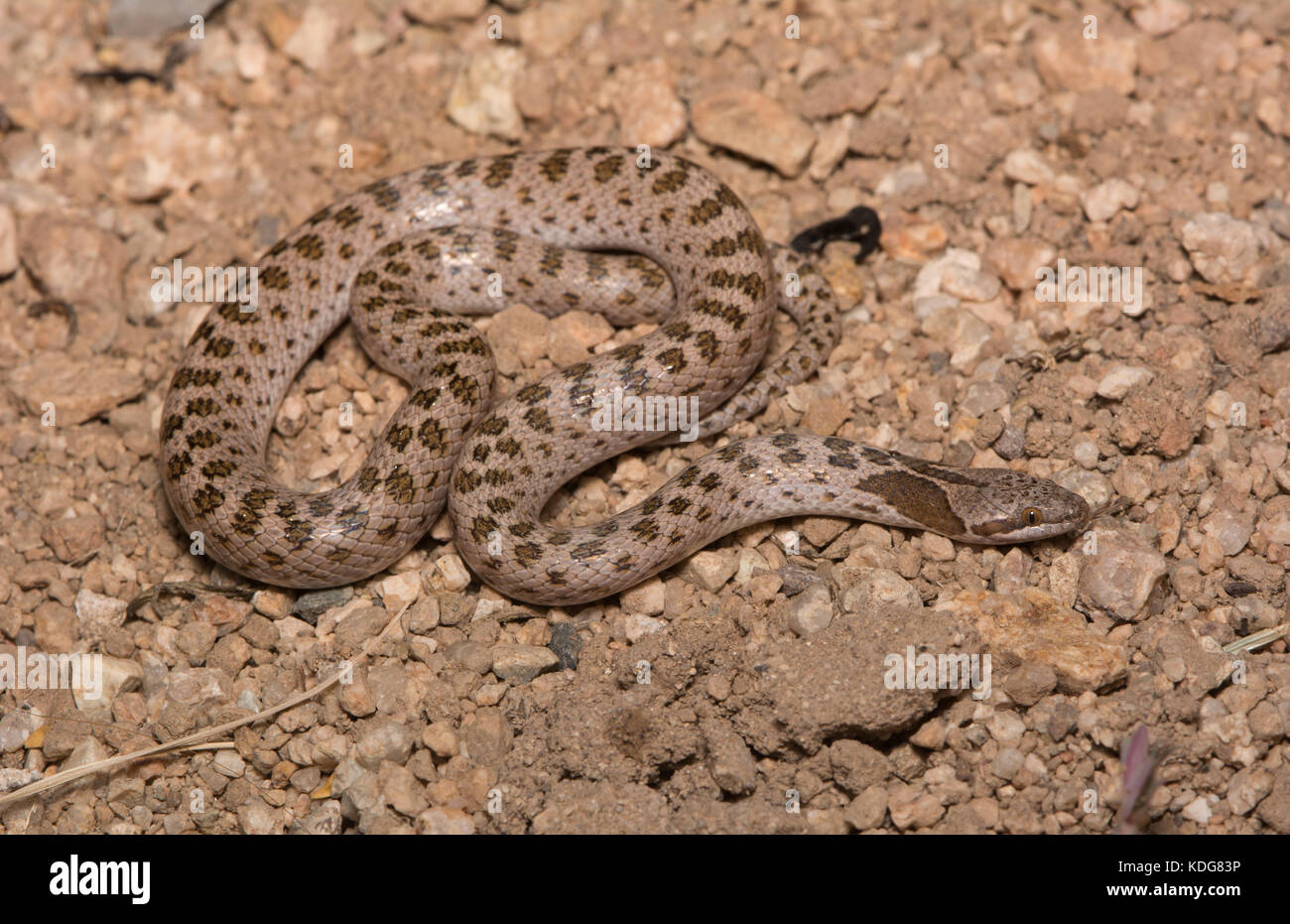 Sonoran Nightsnake (Hypsiglena chlorophaea chlorophaea) from Hidalgo ...