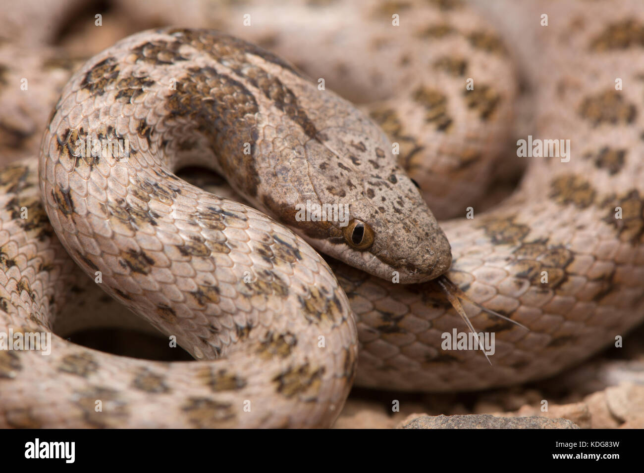 Sonoran Nightsnake (Hypsiglena chlorophaea chlorophaea) from Hidalgo ...