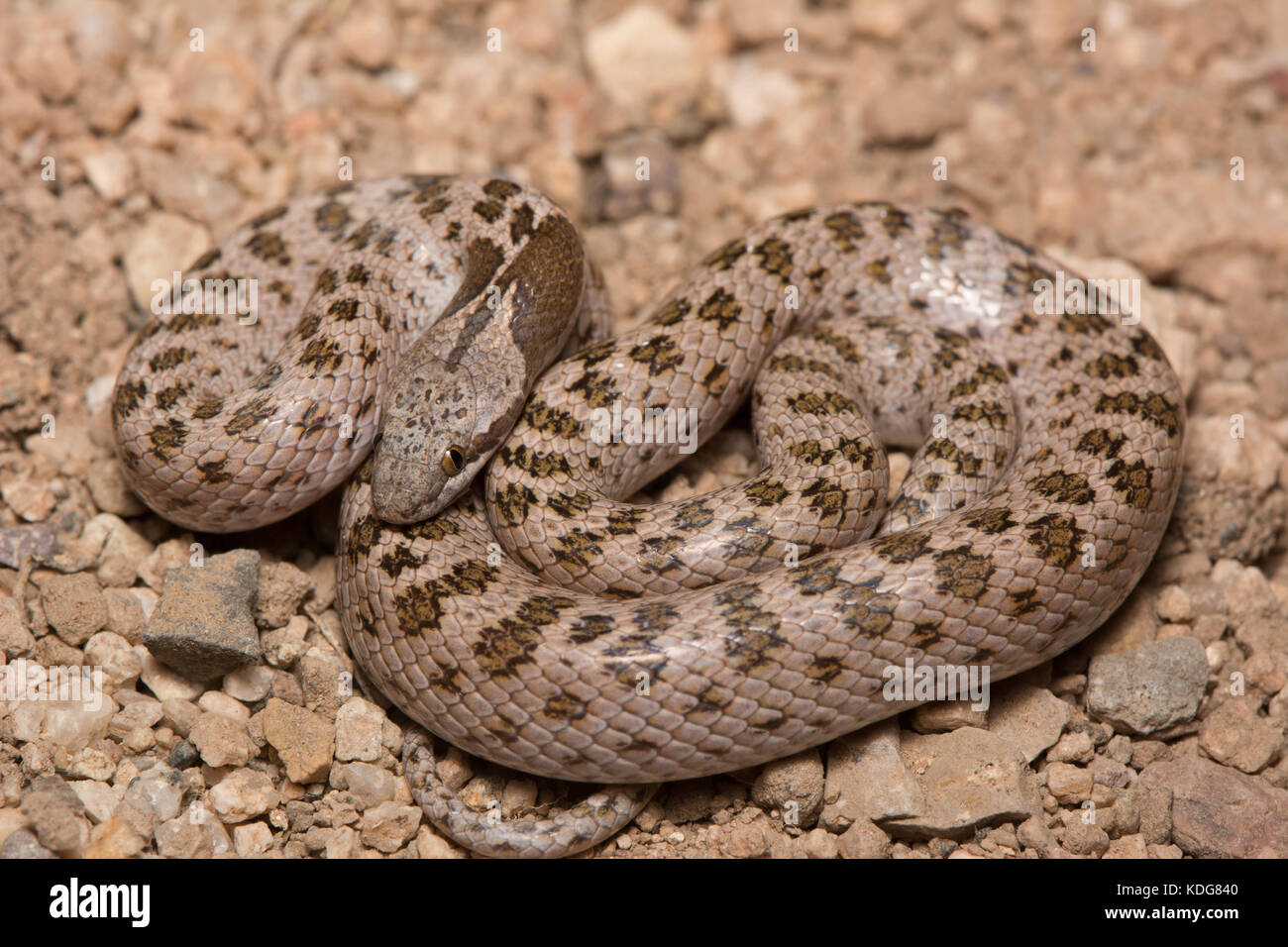 Sonoran Nightsnake (Hypsiglena chlorophaea chlorophaea) from Hidalgo ...