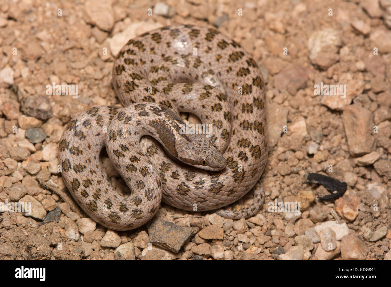 Sonoran Nightsnake (Hypsiglena chlorophaea chlorophaea) from Hidalgo ...