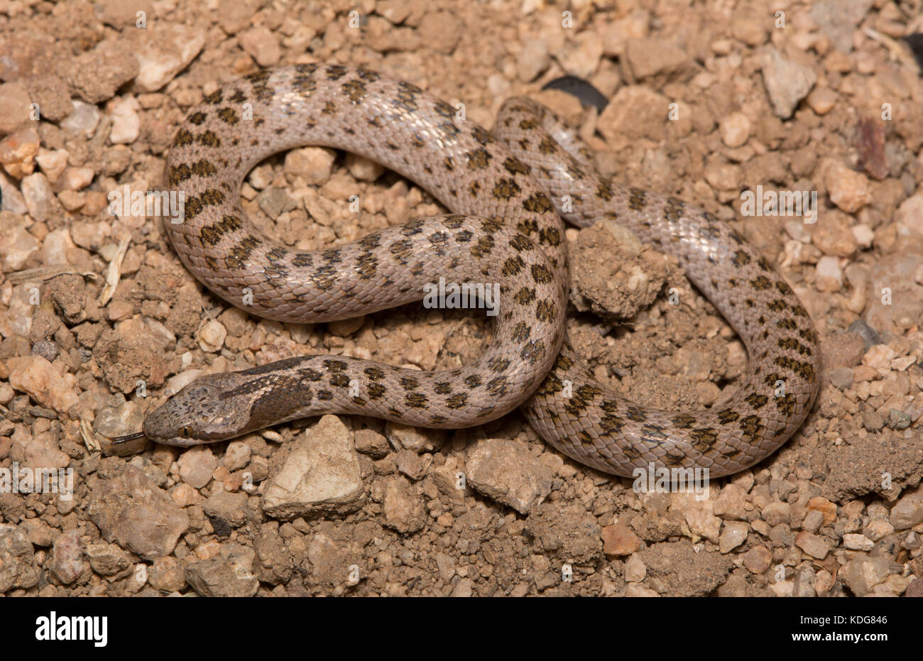 Sonoran Nightsnake (Hypsiglena chlorophaea chlorophaea) from Hidalgo ...