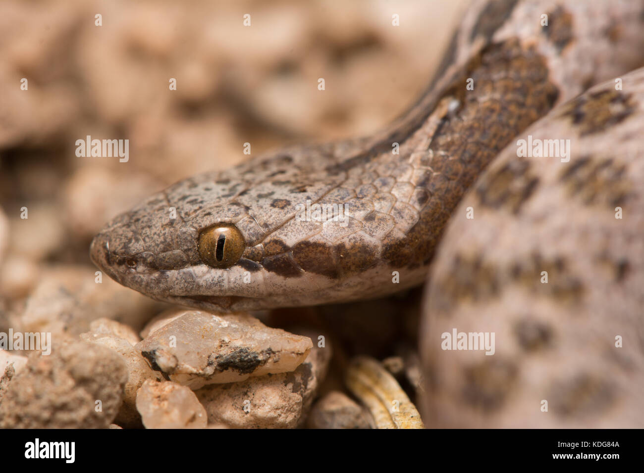 Sonoran Nightsnake (Hypsiglena chlorophaea chlorophaea) from Hidalgo ...