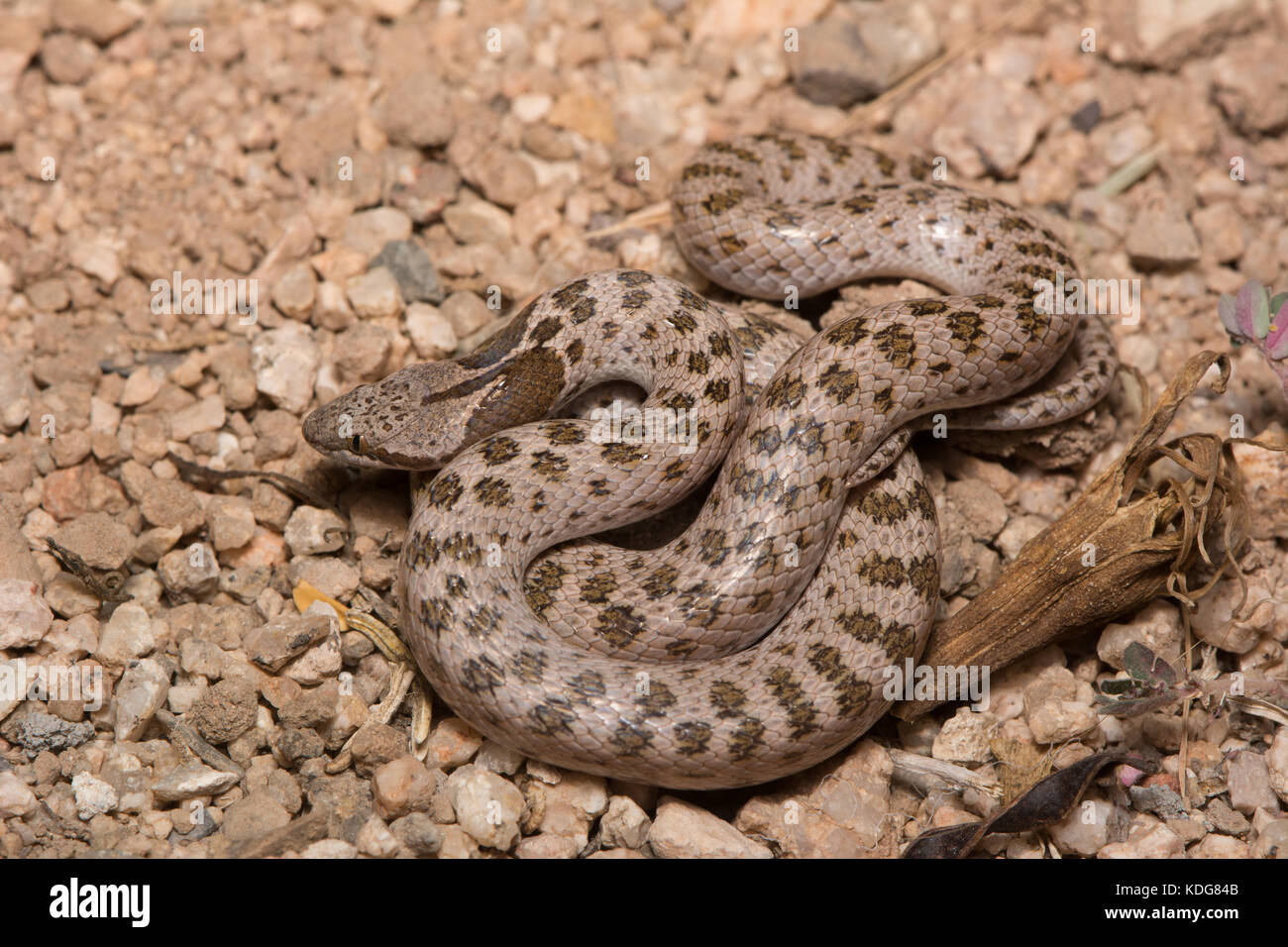 Sonoran Nightsnake (Hypsiglena chlorophaea chlorophaea) from Hidalgo ...