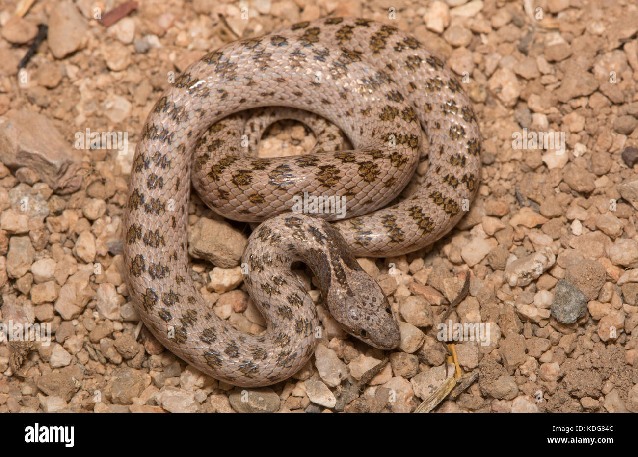 Sonoran Nightsnake (Hypsiglena chlorophaea chlorophaea) from Hidalgo ...