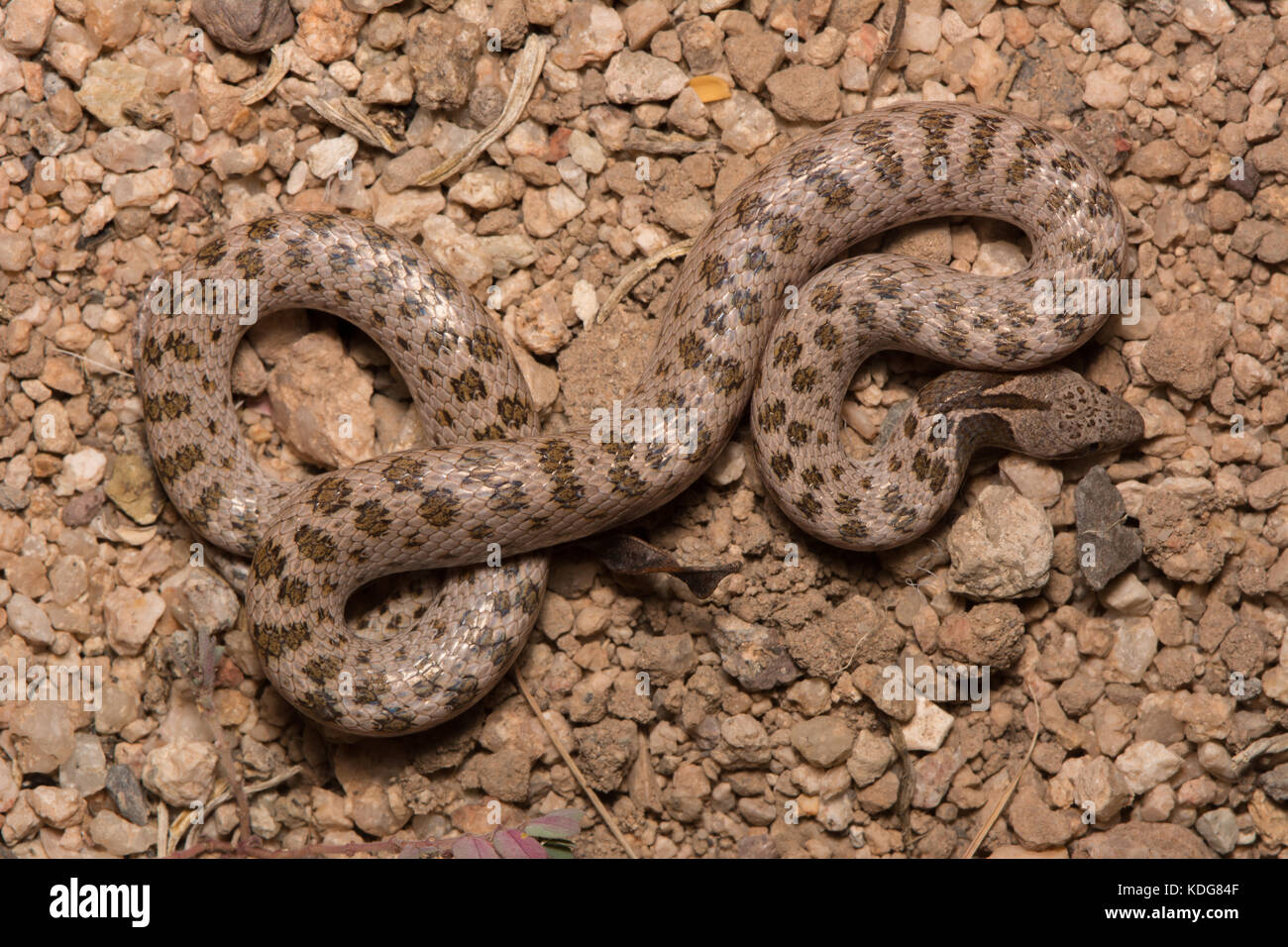 Sonoran Night Snake
