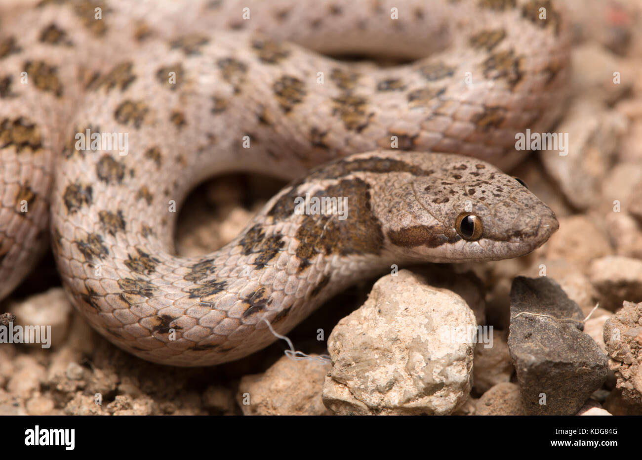 Sonoran Nightsnake (Hypsiglena chlorophaea chlorophaea) from Hidalgo ...