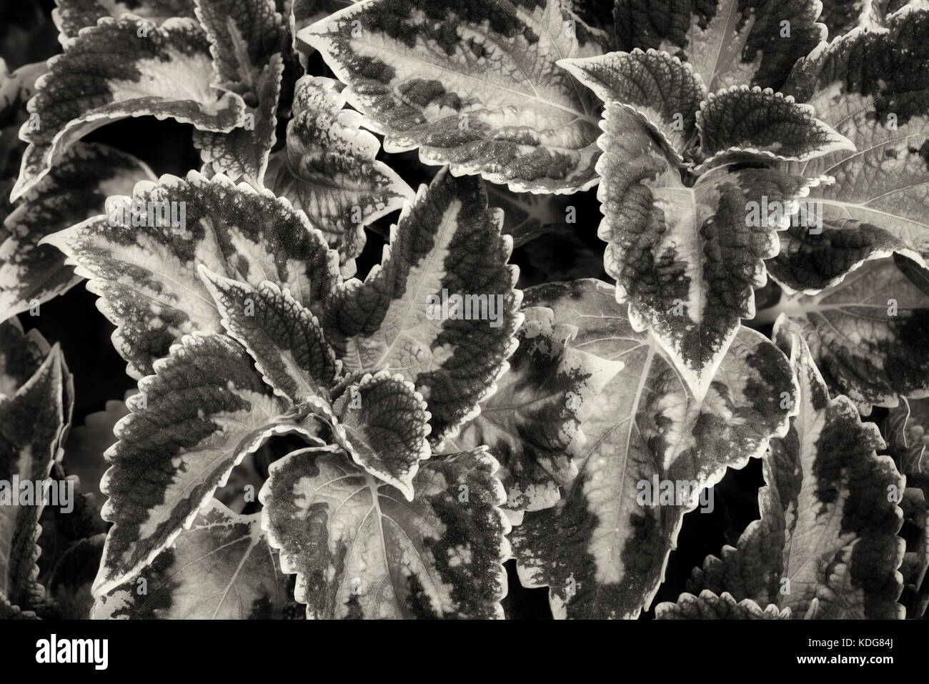 Coleus flowering hi-res stock photography and images - Alamy