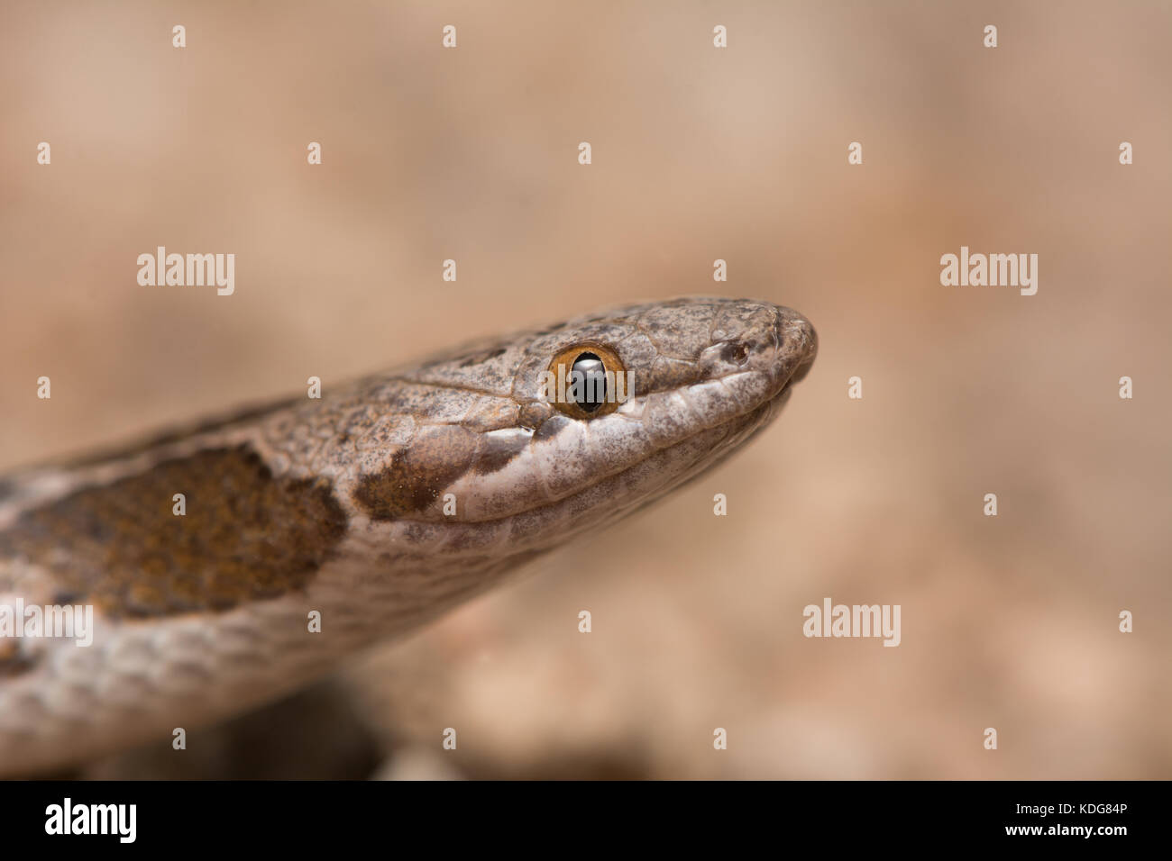 Sonoran Nightsnake (Hypsiglena chlorophaea chlorophaea) from Hidalgo ...