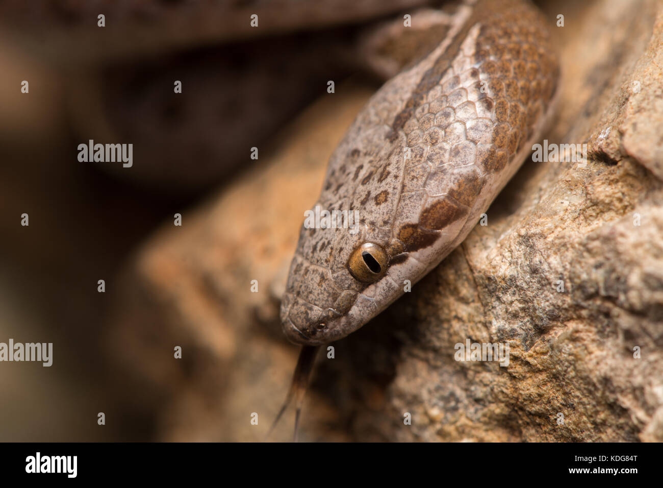 Sonoran Nightsnake (Hypsiglena chlorophaea chlorophaea) from Hidalgo ...