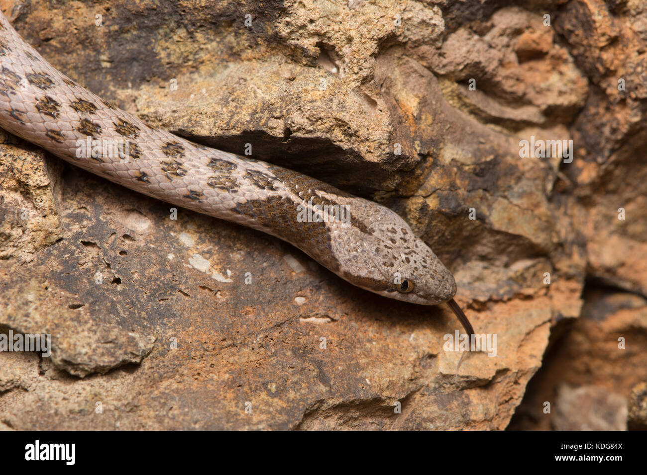 Sonoran Nightsnake (Hypsiglena chlorophaea chlorophaea) from Hidalgo ...