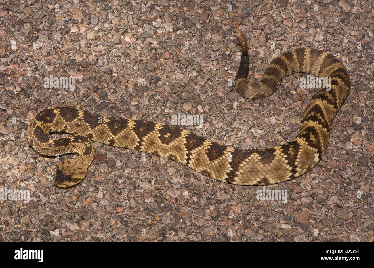Western Black-tailed Rattlesnake (Crotalus molossus) from Cochise ...