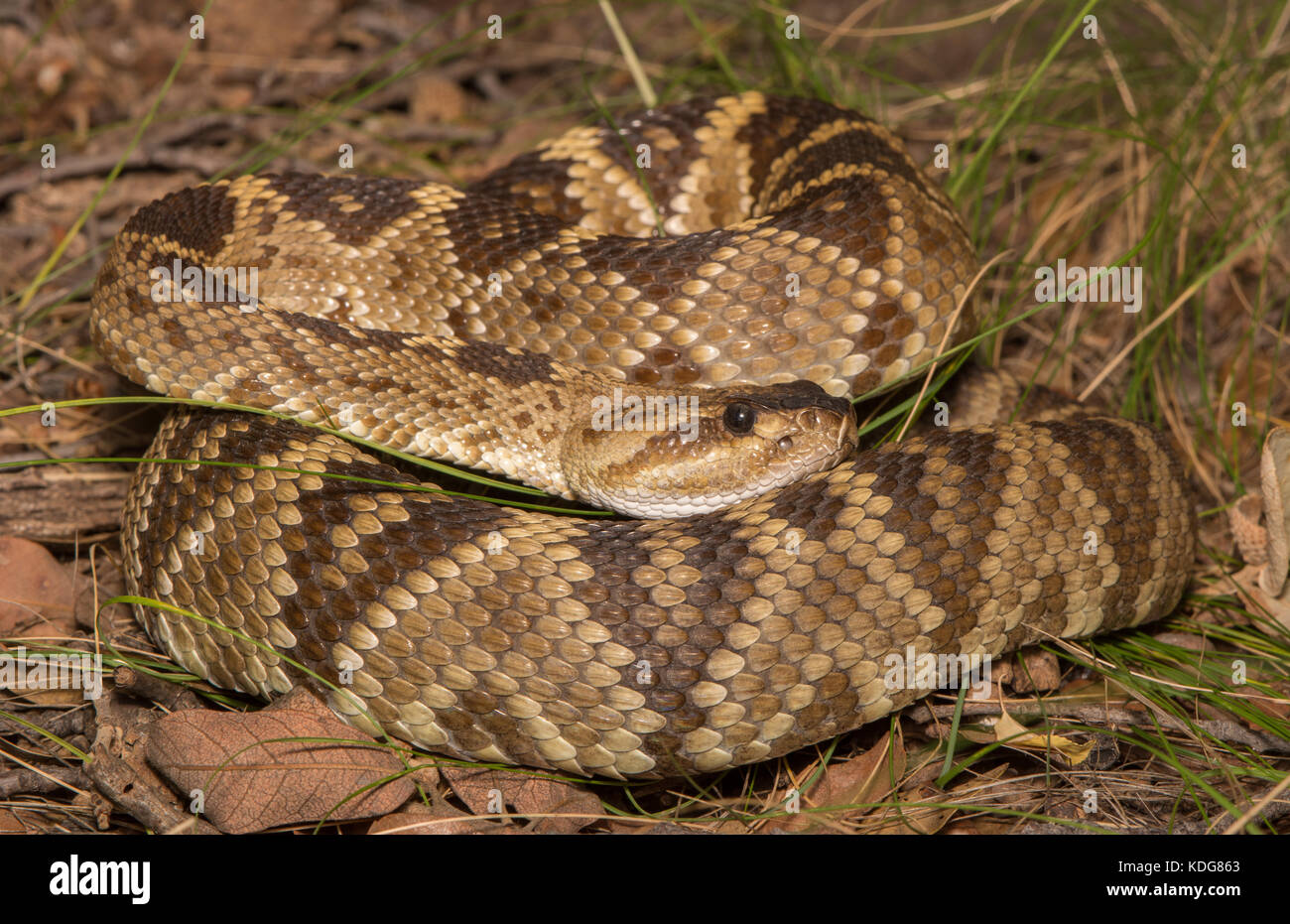 Serpiente de cascabel serpiente de cascabel hi-res stock photography ...