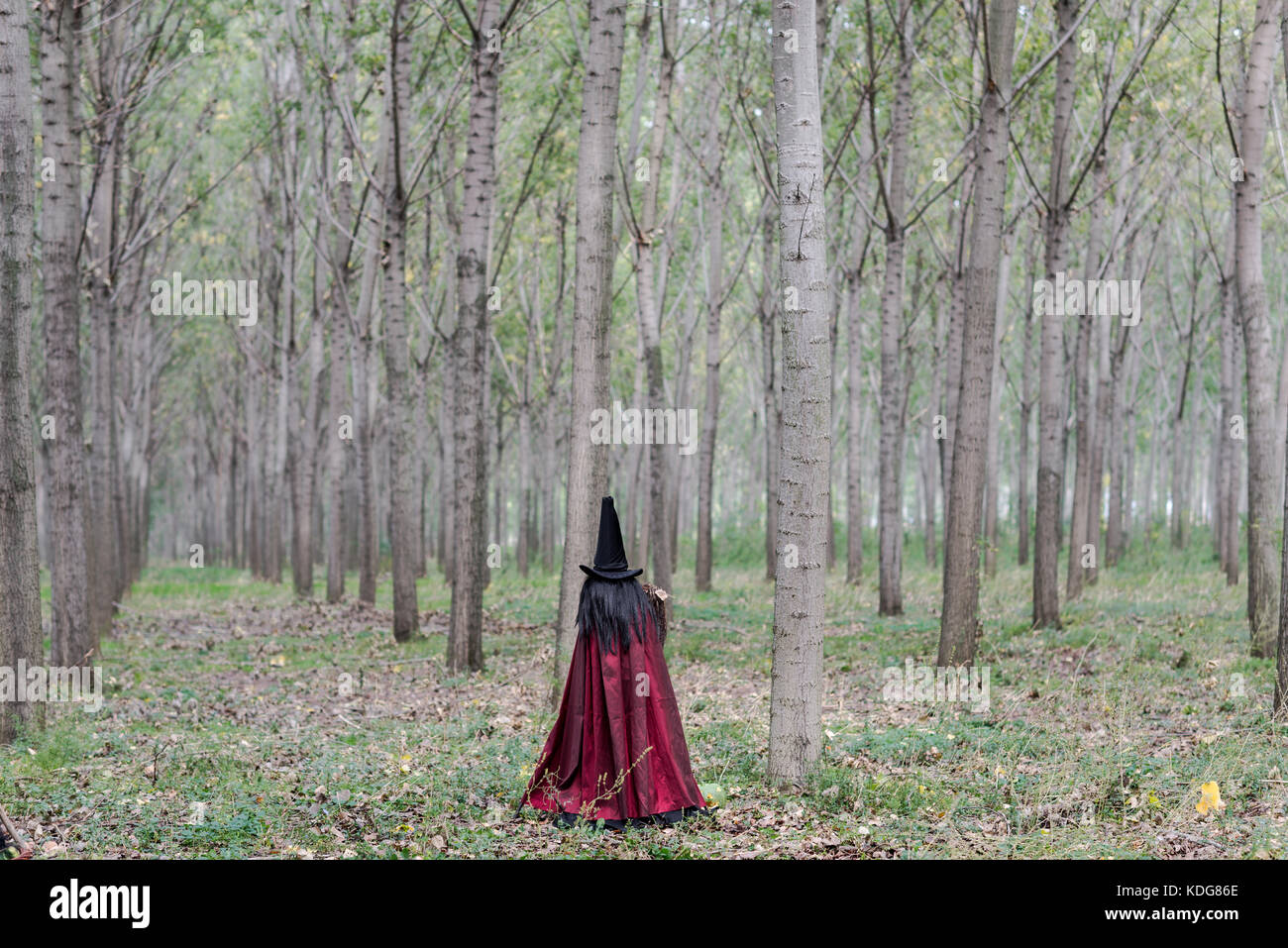 Witch walk through the magical forest Stock Photo - Alamy