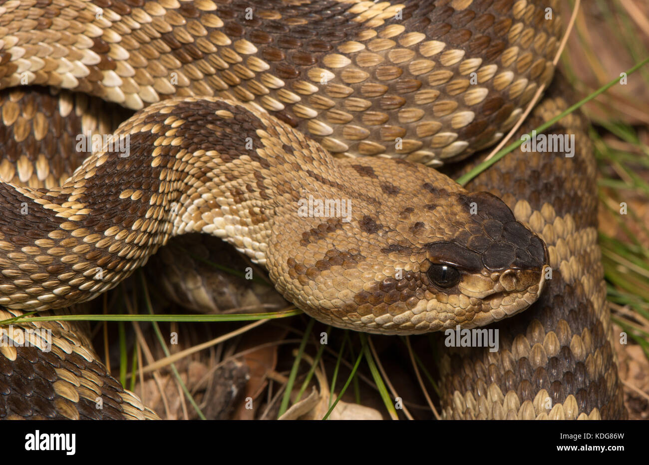 Serpiente de cascabel peligrosa hi-res stock photography and images - Alamy