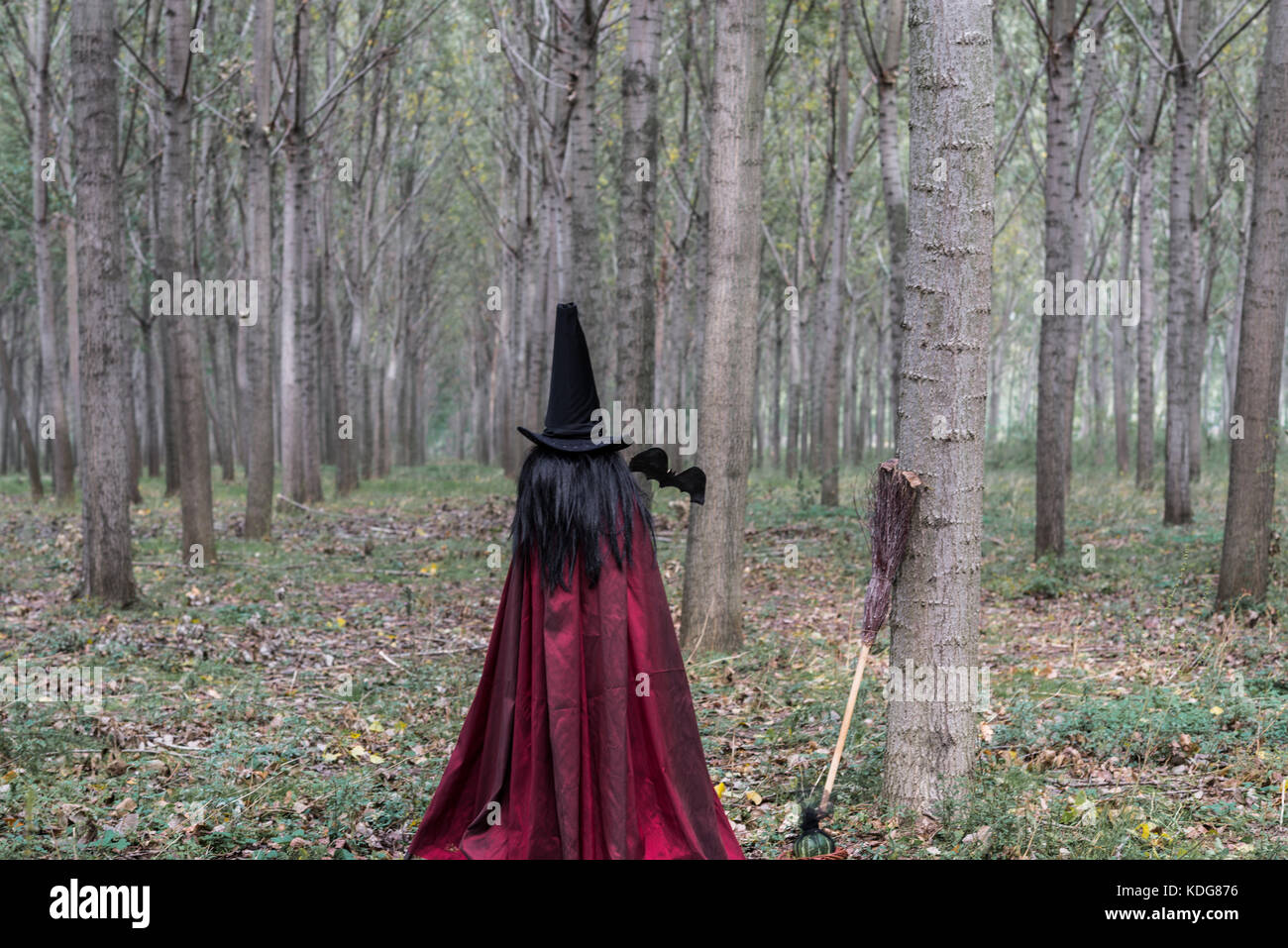 Witch walk through the magical forest Stock Photo - Alamy