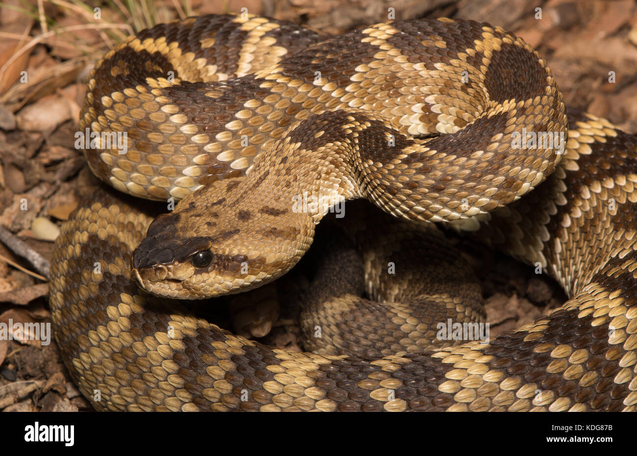 Serpiente de cascabel serpiente de cascabel hi-res stock photography ...