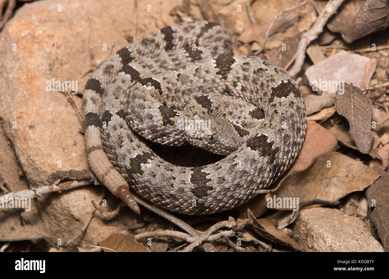 Banded Rock Rattlesnake (Crotalus lepidus klauberi) from Cochise County ...