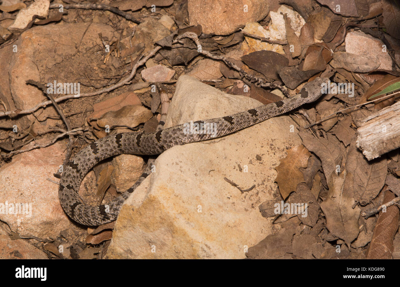 Banded Rock Rattlesnake (Crotalus lepidus klauberi) from Cochise County ...