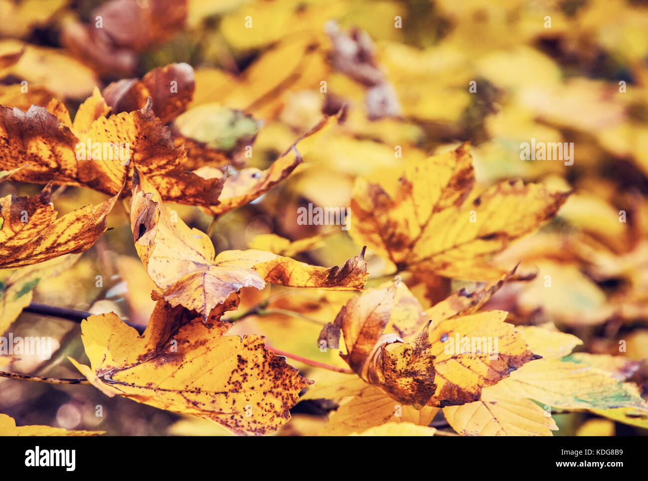 Close up photo of maple tree with cracked yellow leaves. Autumn natural ...