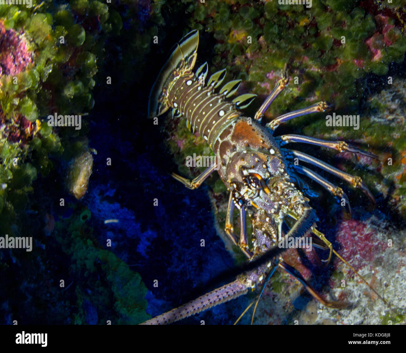 Underwater ceiling hi-res stock photography and images - Alamy