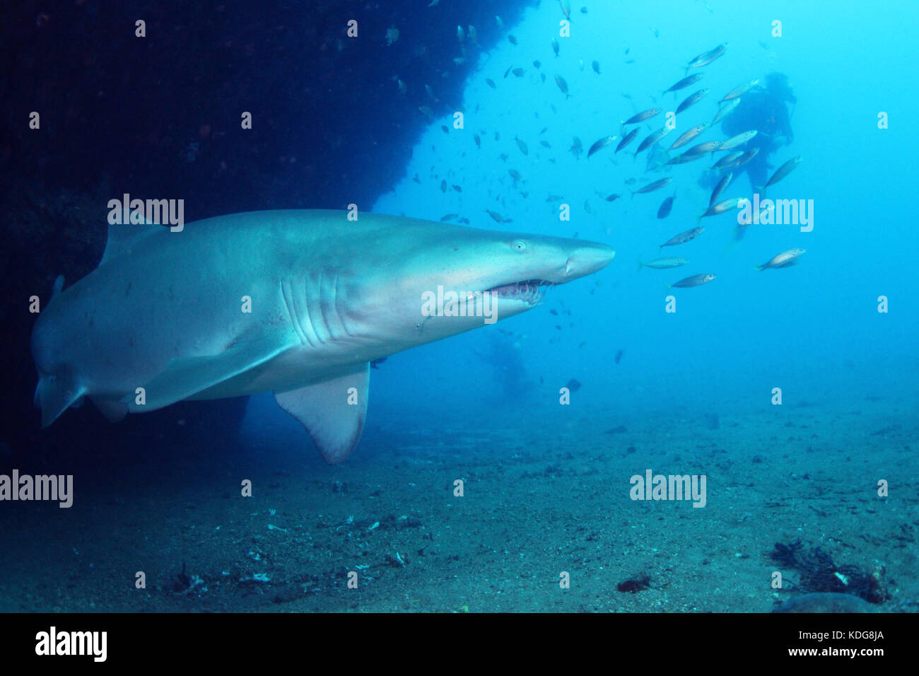 Raggy shark hi-res stock photography and images - Alamy