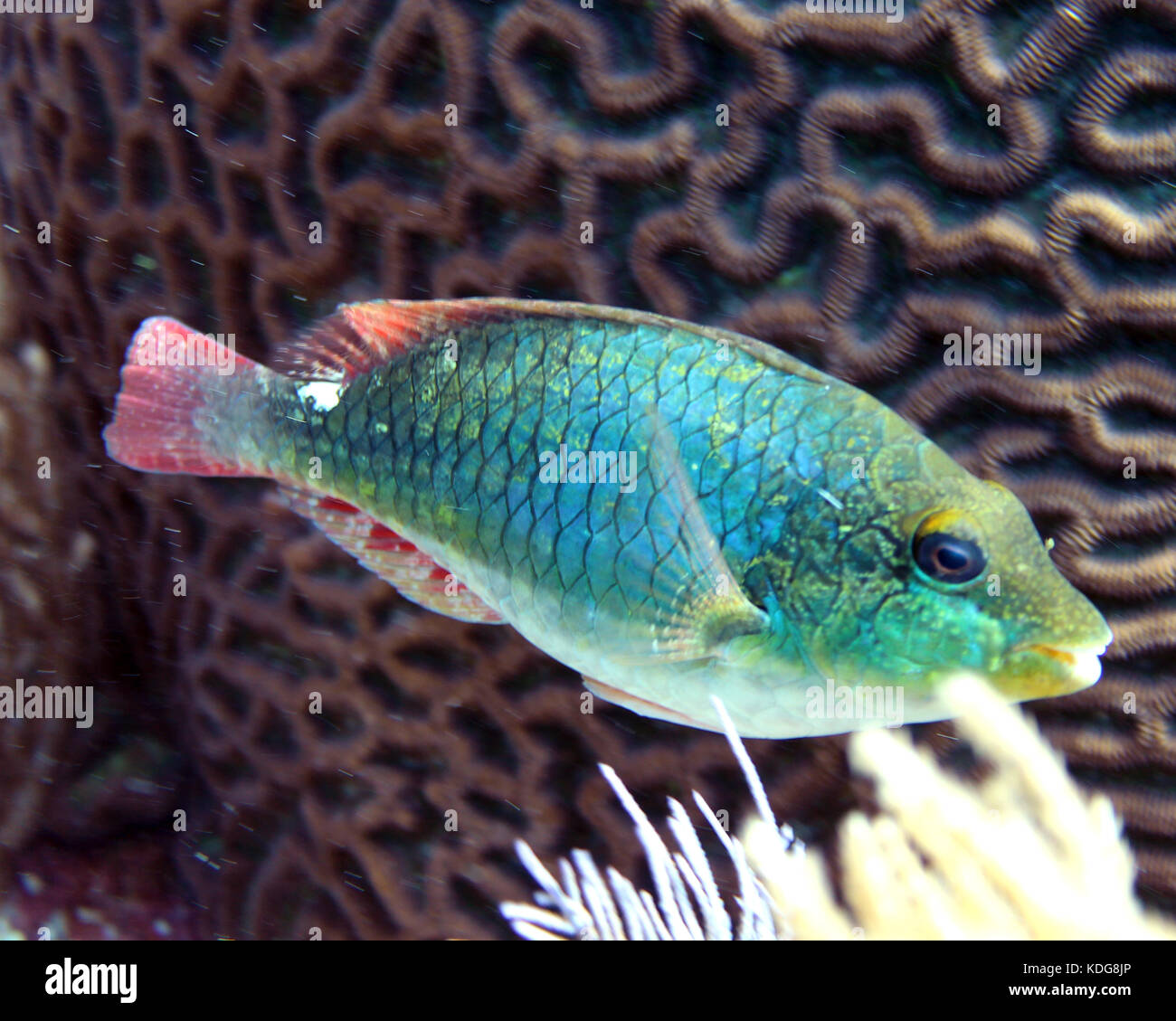 Rainbow reef fish hi-res stock photography and images - Alamy