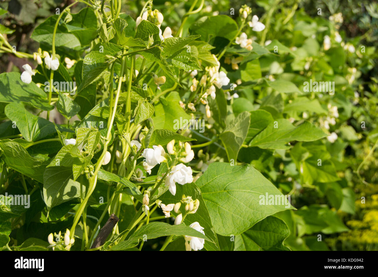 White flowers young beans on curly stems, copy space, background Stock ...