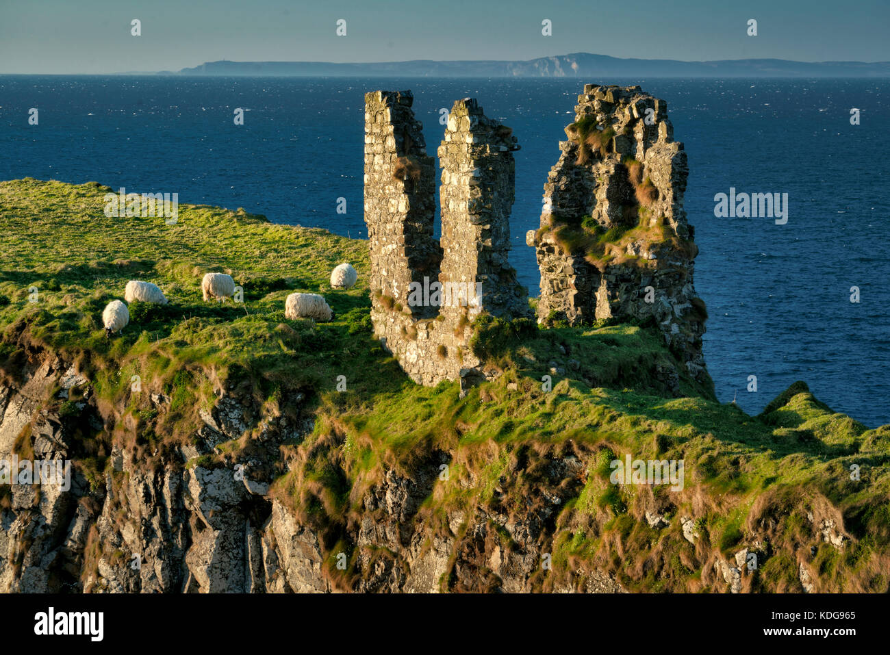 Dunseverick Castle ruins with grazing sheep. Northern Ireland Stock ...