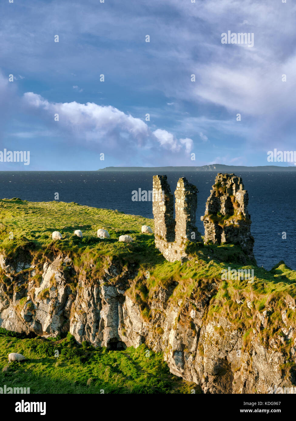 Dunseverick Castle ruins with grazing sheep. Northern Ireland Stock ...