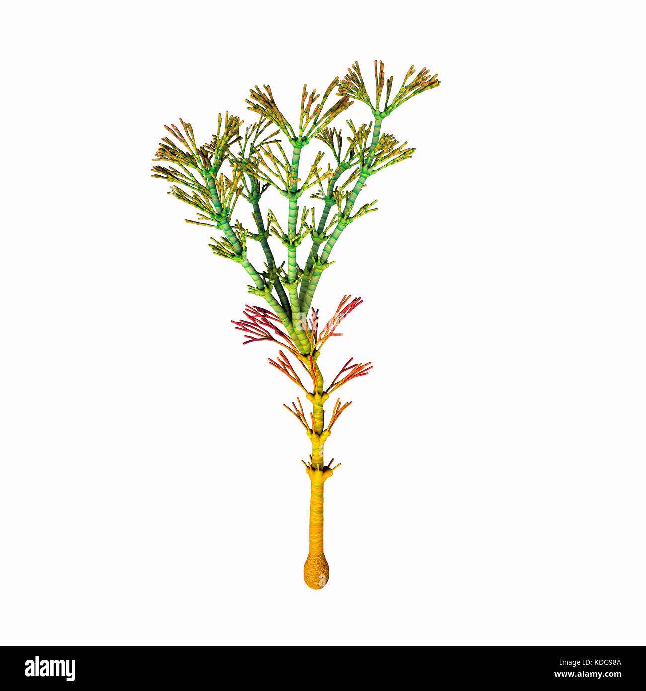 Calamites hi-res stock photography and images - Alamy