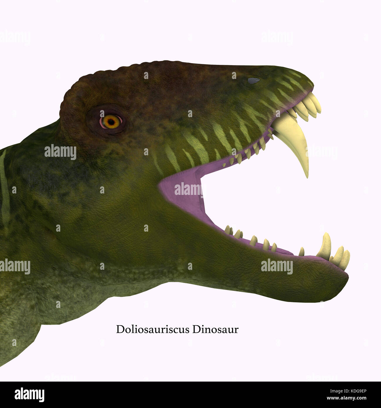 Doliosauriscus High Resolution Stock Photography and Images - Alamy