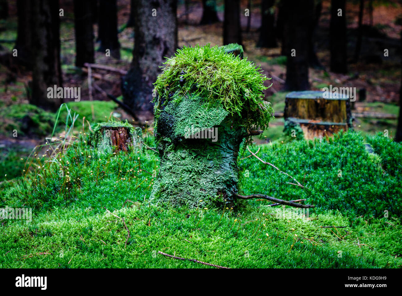 A moss dog head in the middle of the Bohemian Switzerland Stock Photo ...